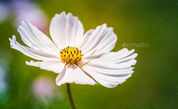 White flower Cosmos bipinnatus, Apollo White against green background ...