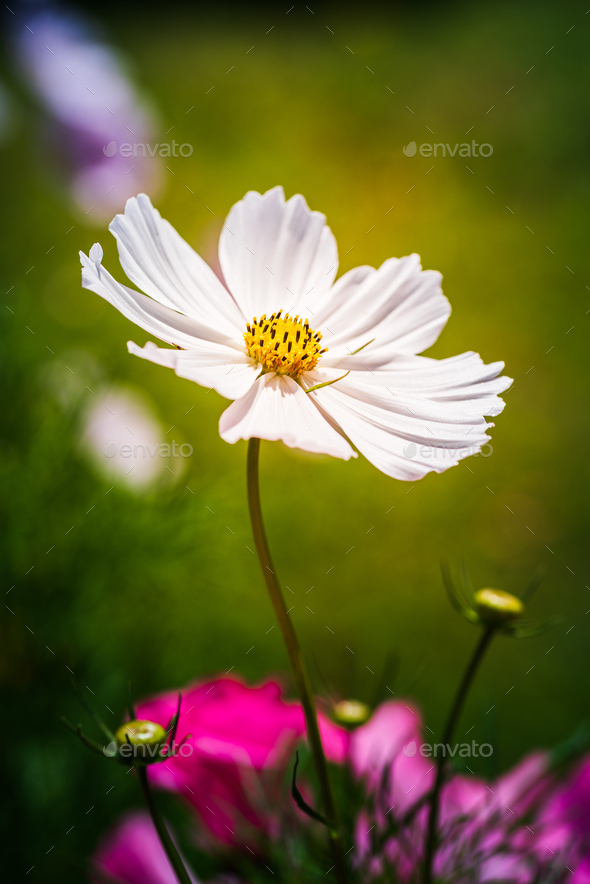 White flower Cosmos bipinnatus, Apollo White against green background ...
