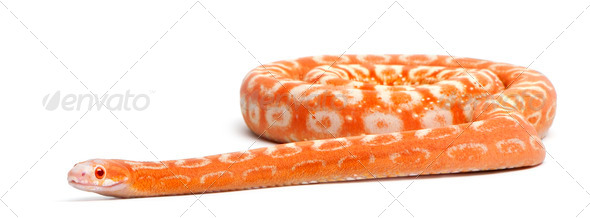 Scaleless Corn Snake, Pantherophis Guttatus, in front of white ...