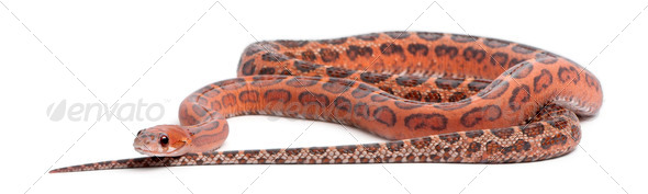 Scaleless Corn Snake, Pantherophis Guttatus, in front of white ...