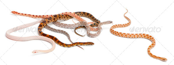 Scaleless Corn Snakes, Pantherophis Guttatus, in front of white ...