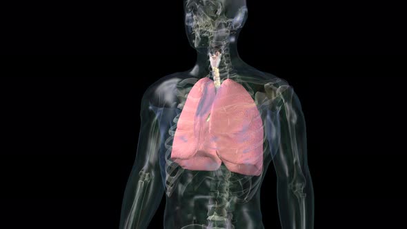 Human Respiratory System Lungs Anatomy Animation Concept. 3D, Motion ...