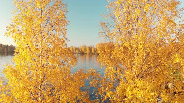 Rising up close to yellow golden trees in October revealing a beautiful ...