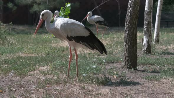 Family of Stork, Stock Footage | VideoHive
