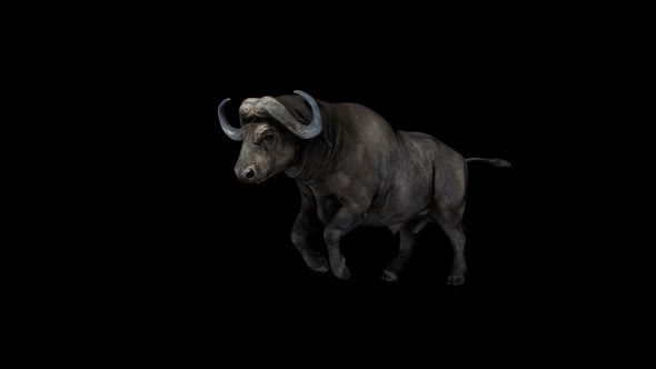 Buffalo Run Front, Motion Graphics | VideoHive