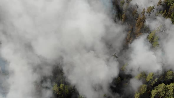 Top View of an Invincible Forest Fire, Stock Footage | VideoHive