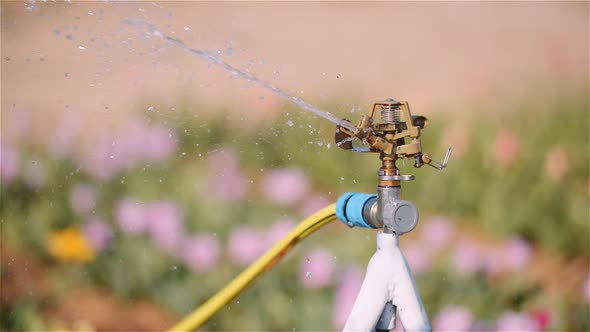 Agriculture - Water Sprinkler Watering Tulips at Flower Plantation Farm ...