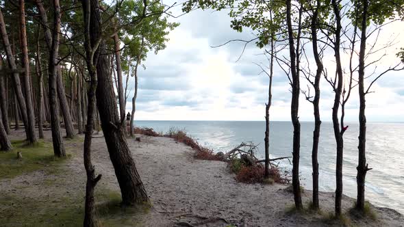 Seaside Forest, Stock Footage | VideoHive