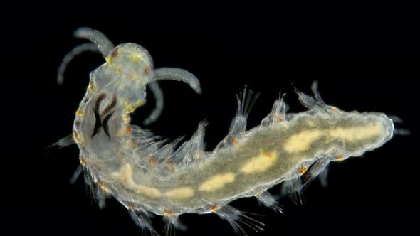 worm Polychaeta under a microscope, family Nerillidaea, Stock Footage