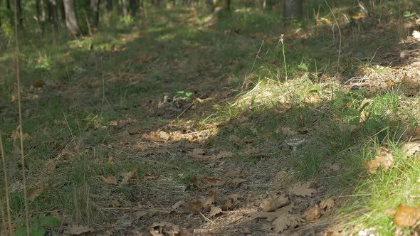 Forest trail through trees 4K 2160p UHD video - Sun lighted forest ...