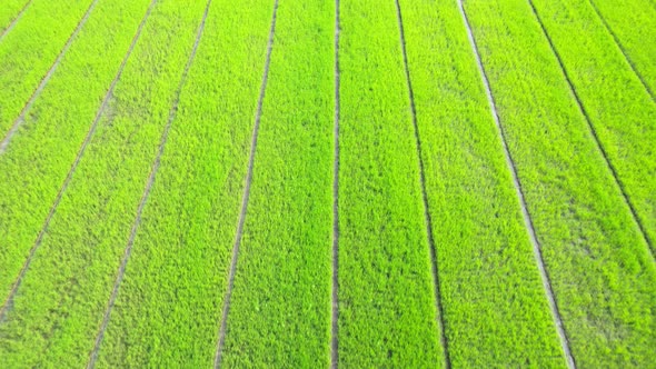 The sapling of the green rice plant. Video of fresh spring rice field ...