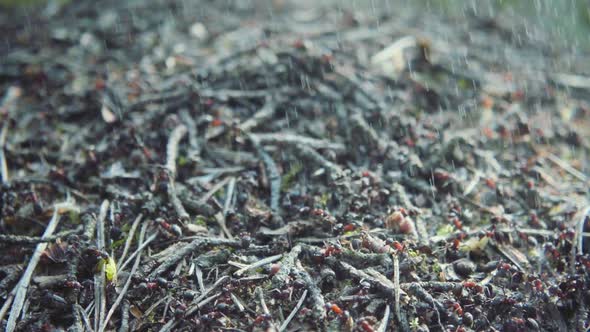 Rain Ants , Stock Footage | VideoHive