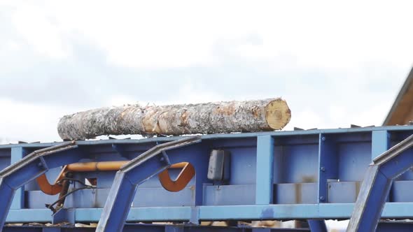 Automated Log Sorting Line. Wheel Loader and Automatic Sorting Logs ...