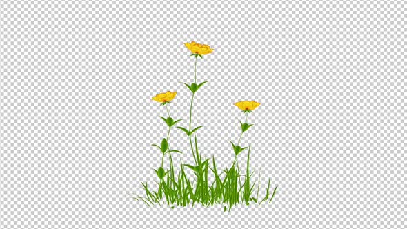 8K Growing Flower, Motion Graphics | VideoHive