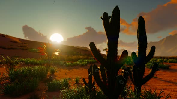 Sunrise in The Desert, Motion Graphics | VideoHive