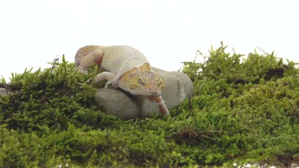 Cute Leopard Gecko or Eublepharis Macularius on Green Moss in White ...