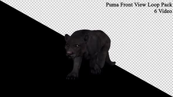 Puma Front View Loop Pack, Motion Graphics | VideoHive
