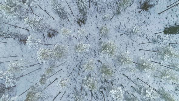 Overhead Shot Of Snowy Winter Forest Rising Shot, Stock Footage | VideoHive