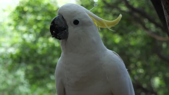 Eleonora cockatoo (Cacatua galerita eleonora) bird native to the Aru ...