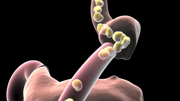 Food moving through the digestive tract, Motion Graphics | VideoHive