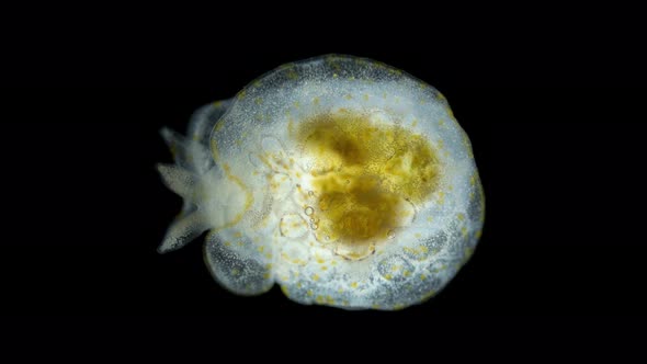 Sea Slug Heterobranchia Under a Microscope Order Pleurobranchida, Stock ...