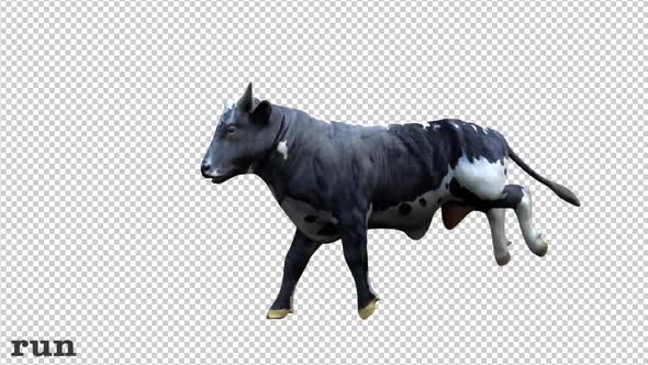 Farm Animals - Bull - 3 Scene, Motion Graphics | VideoHive