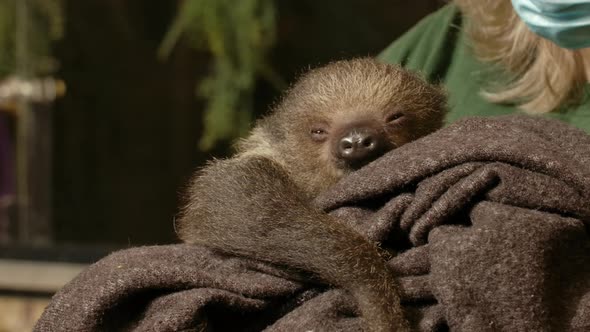 Baby sloth licking its lips in care from a veterinarian, Stock Footage