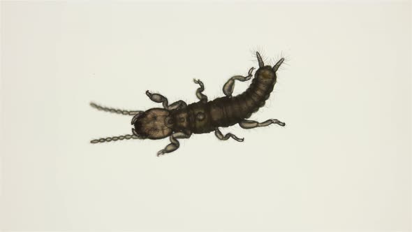 Newly Born Relic Insect Nymph Embia Savignyi Under a Microscope by Shakir_R