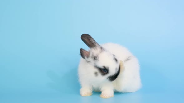 Adorable little white bunny rabbit scratch its ear then clean foot on ...