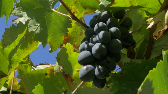 Grapes outdoor sunny day 4K 2160p UHD footage - Grapevine autumn ...