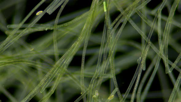 Green Algae of the Cyanobacteria Oscillatoria Under the Microscope, the ...