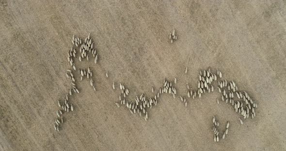 Drone overhead view of sheep herd moving. Top down view of sheep herd ...