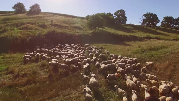 Man and Sheep Flock., Stock Footage | VideoHive