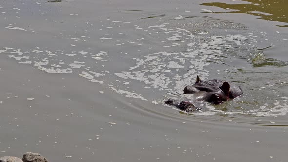 Hippo Floating In Swamp Water, Stock Footage | VideoHive
