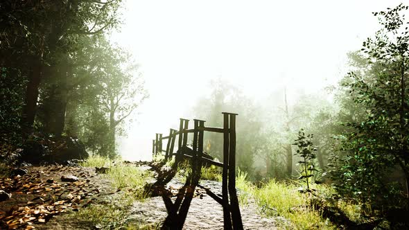 Hyperlapse in a Summer Forest in Fog, Motion Graphics | VideoHive