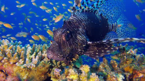Red Sea Lion-Fish, Stock Footage | VideoHive