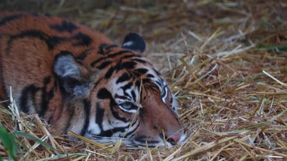 Close-up of a reclining tiger. Wildlife. A predatory cat, Stock Footage