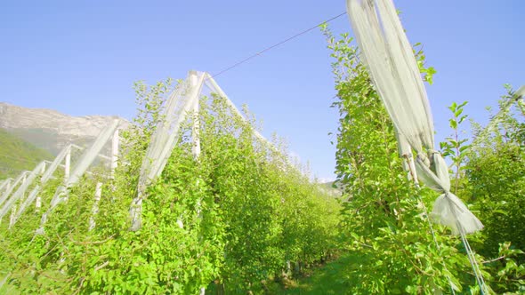 Rows of Apple Trees Fixed on Metal Poles Grow Along Aisles, Stock Footage
