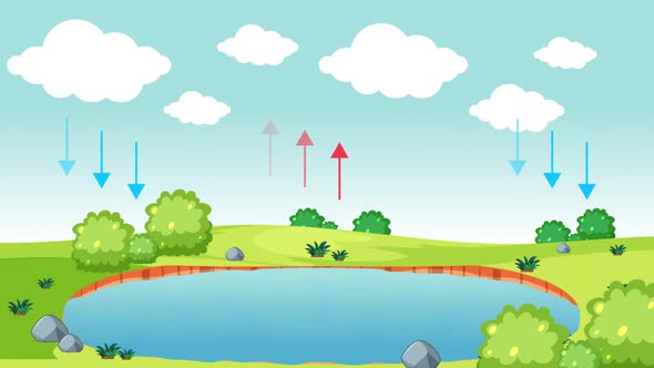 Photosynthesis in Nature, Motion Graphics | VideoHive