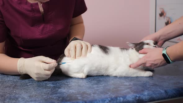 Veterinarian Giving an Injection to a Cat, Stock Footage | VideoHive