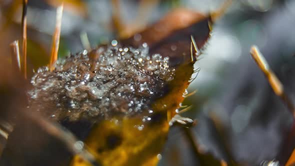 Close up macro timelapse of frost growing on a leaf, Stock Footage