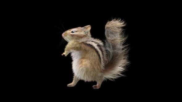 Chipmunk Dancing HD, Motion Graphics | VideoHive