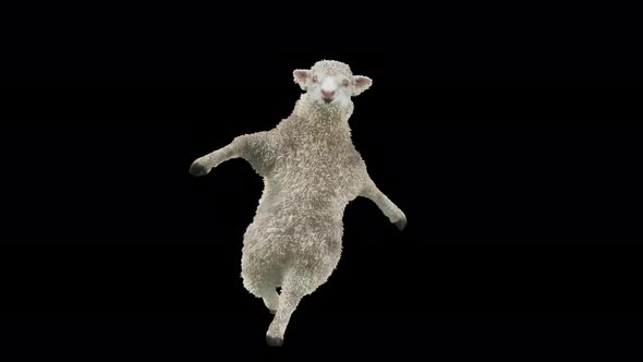 08 Sheep Dancing 4K, Motion Graphics | VideoHive
