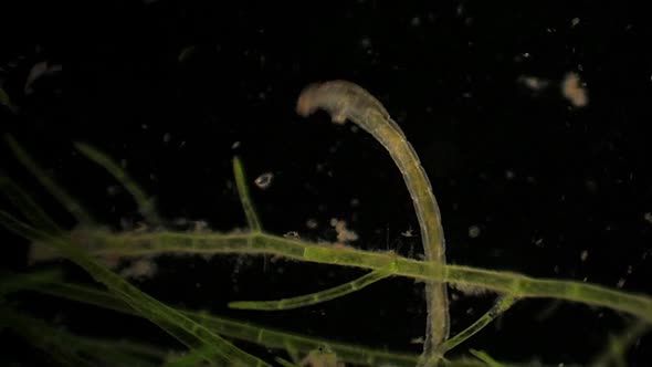 Microscopic Chironomidae (Midge Fly larva) feeds amid aquatic plants ...