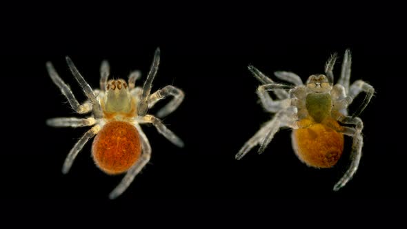 Spider under a microscope, Arachnida class, Stock Footage | VideoHive