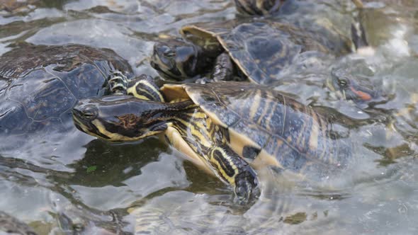 Energetic Small Spotted Tortoises Crawling on Each Other and Waiting ...