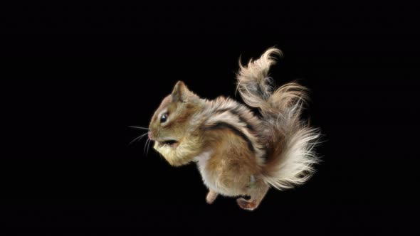 Chipmunk Dancing HD, Motion Graphics | VideoHive