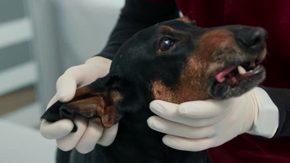 Veterinarian doctor makes a medical examination of a dachshund puppy ...