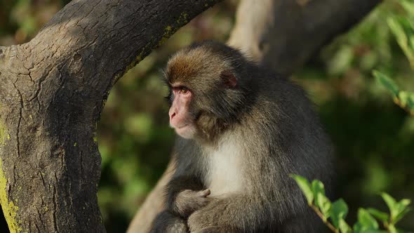 Japanese Macaque Shot Near Kyoto Japan, Stock Footage | VideoHive