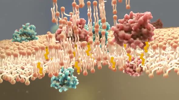 Animated clip showing the lipid layer, Motion Graphics | VideoHive